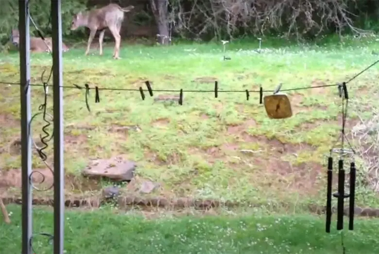 Do Wind Chimes Keep Deer Away? - WindChimesGuide